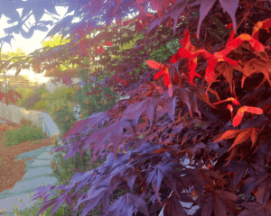 The Essence of Aesthetic Pruning - Judys Gardens and Design